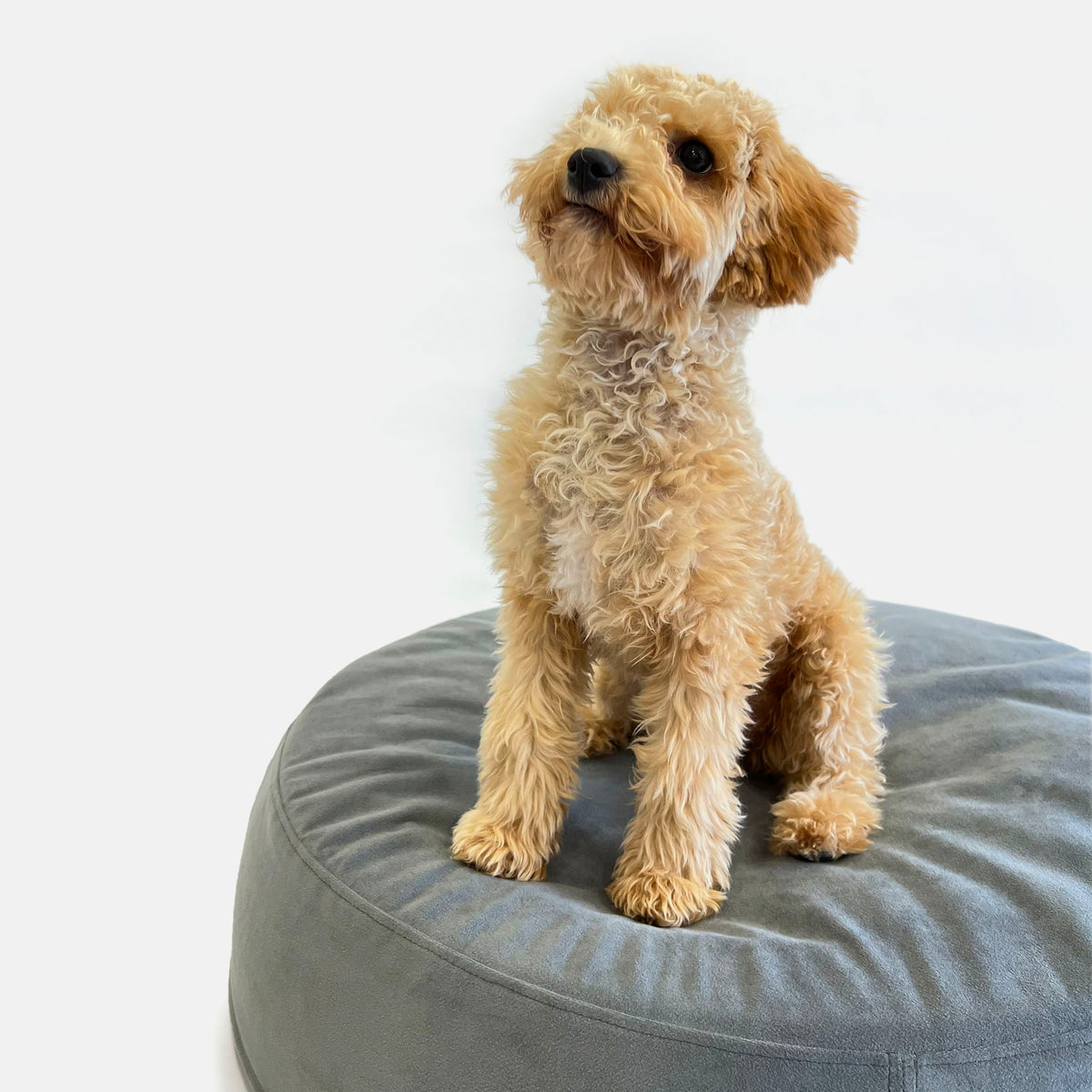 Baxii Pet Bed